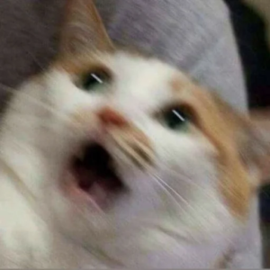 Cat Meme Stickers | Stickerrs